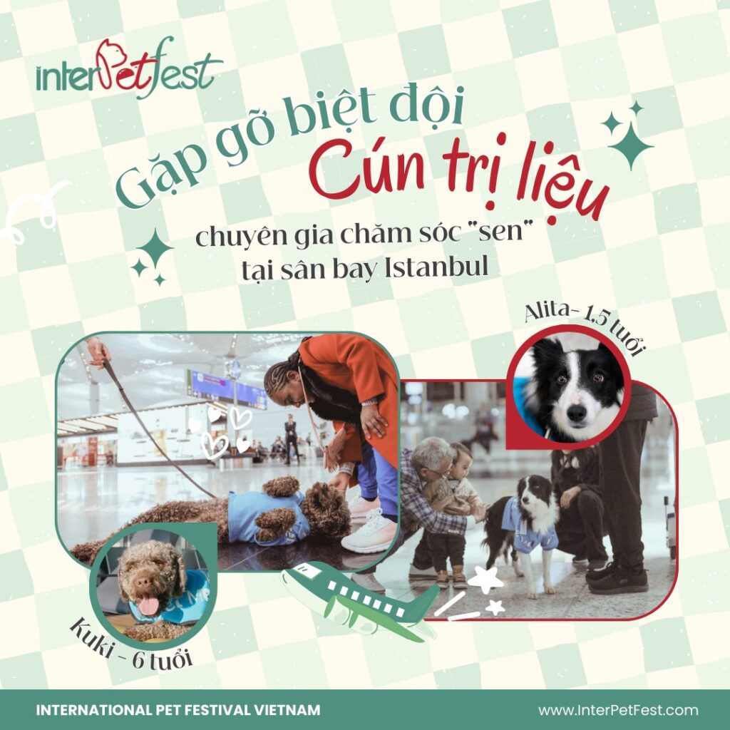 Meet the Pet Squad - Therapy Dogs, the Specialist Care Team at Istanbul ...