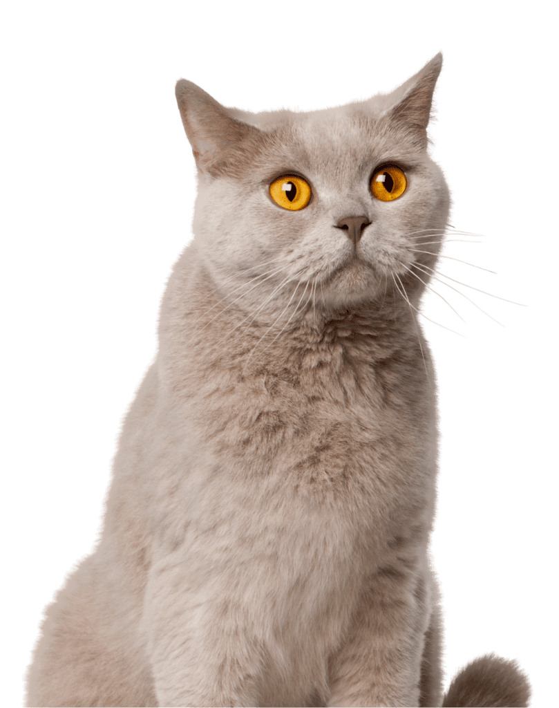 About us - InterPetFest