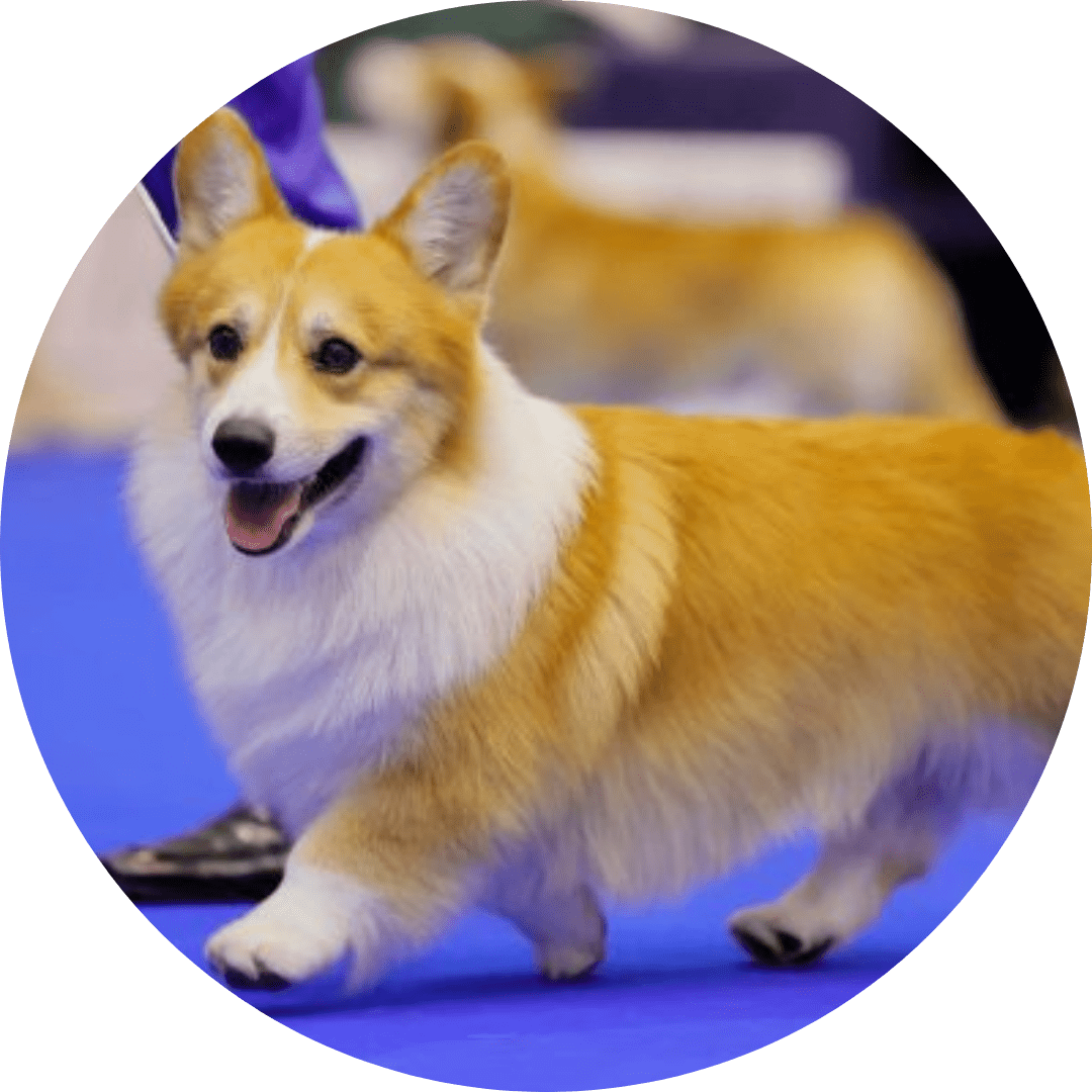 Pet Competition - InterPetFest